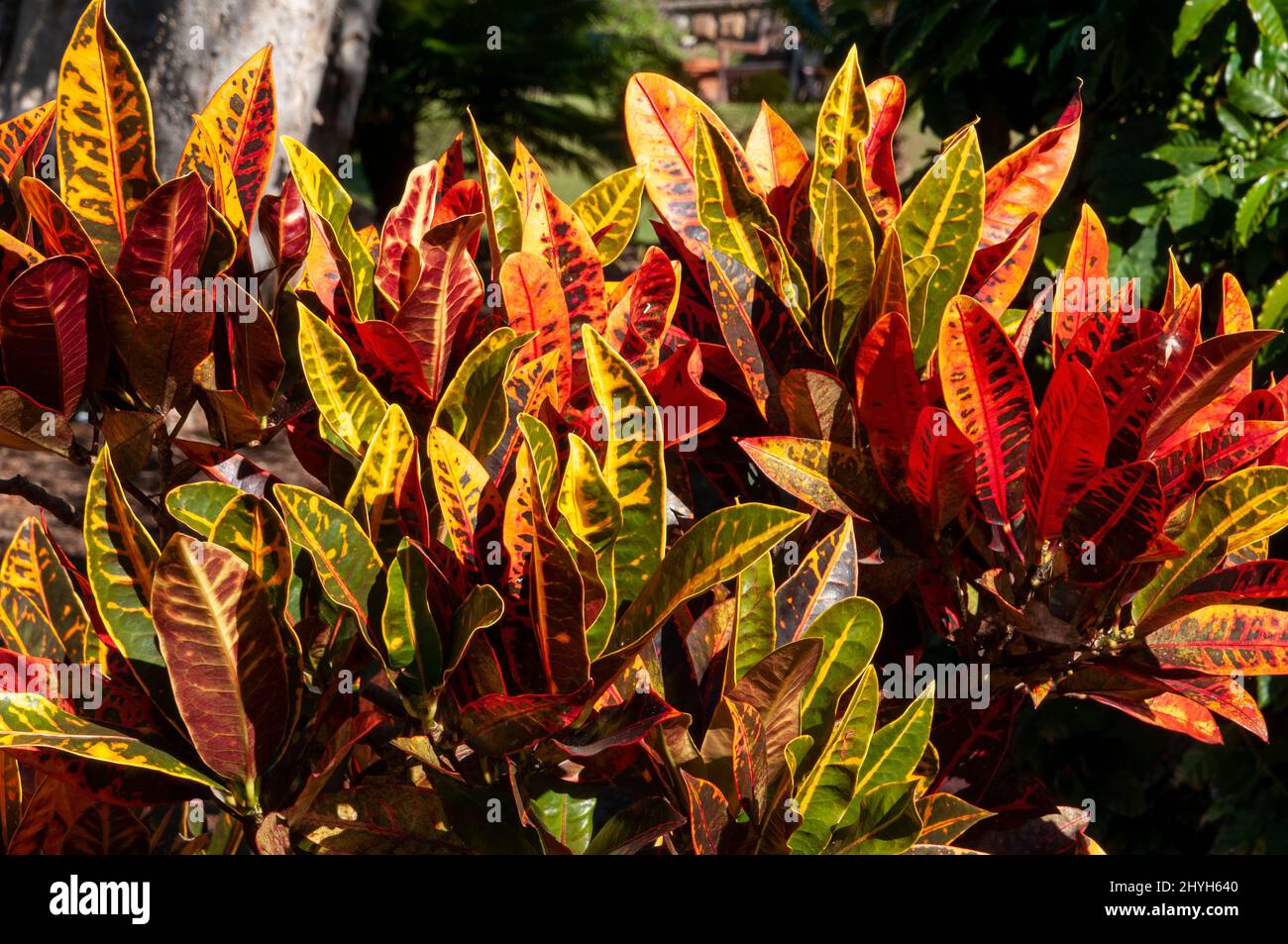 Sydney Australia, colourful leaves of a codiaeum variegatum or fire ...
