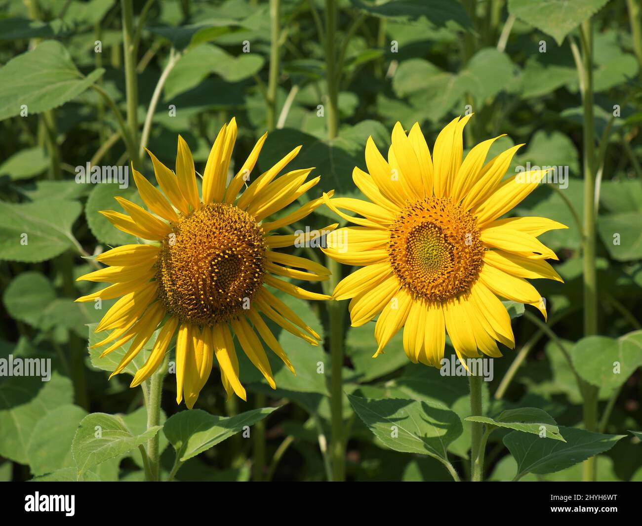 Two beautiful sunflower flowers. Blooming yellow sunflowers Stock Photo ...