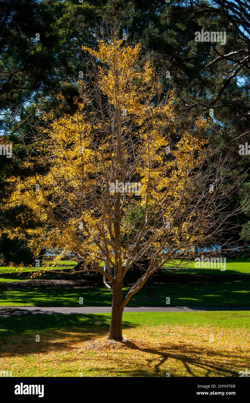 Sydney Australia, landscaped park view with autumn tones of a Ginkgo ...