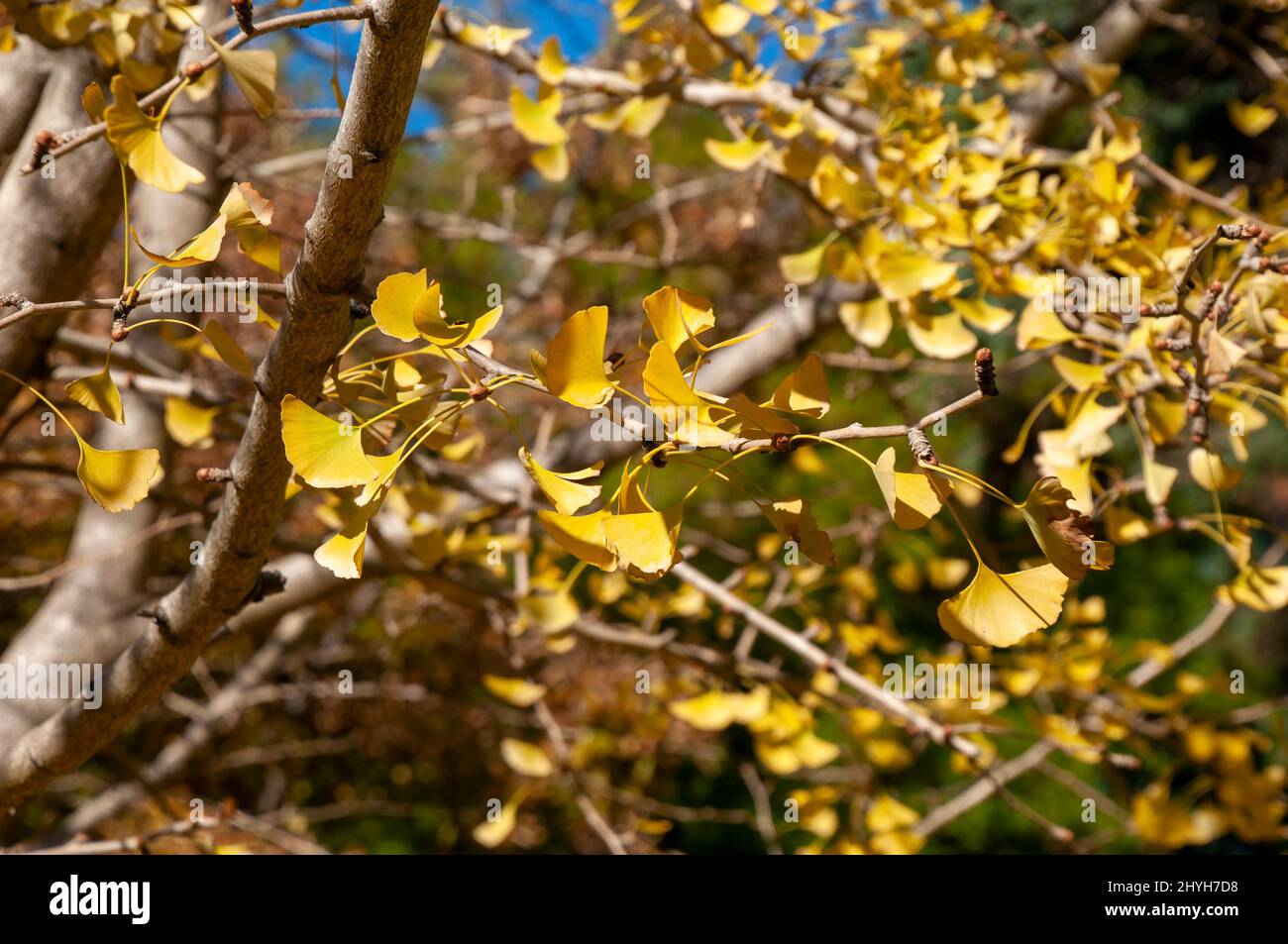 Sydney Australia, branch of ginkgo tree with gold and yellow leaves ...