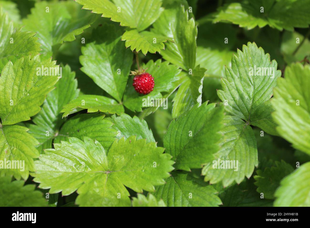 wild strawberry in the forest Stock Photo - Alamy