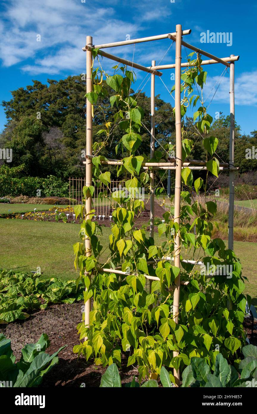 Runner beans seed pods hi-res stock photography and images - Alamy