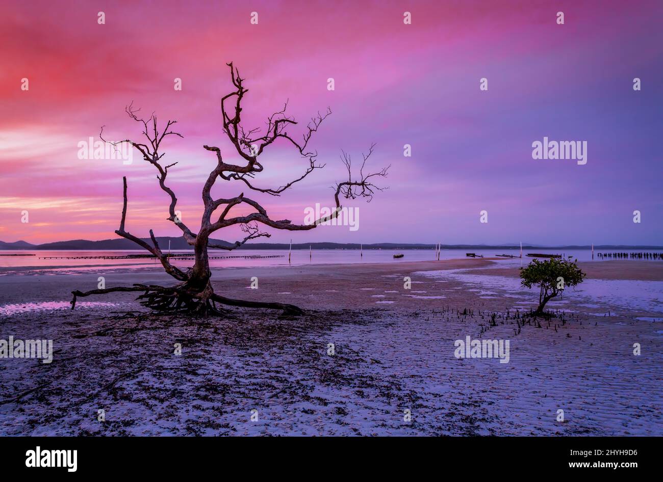 Gnarly tree hi-res stock photography and images - Alamy