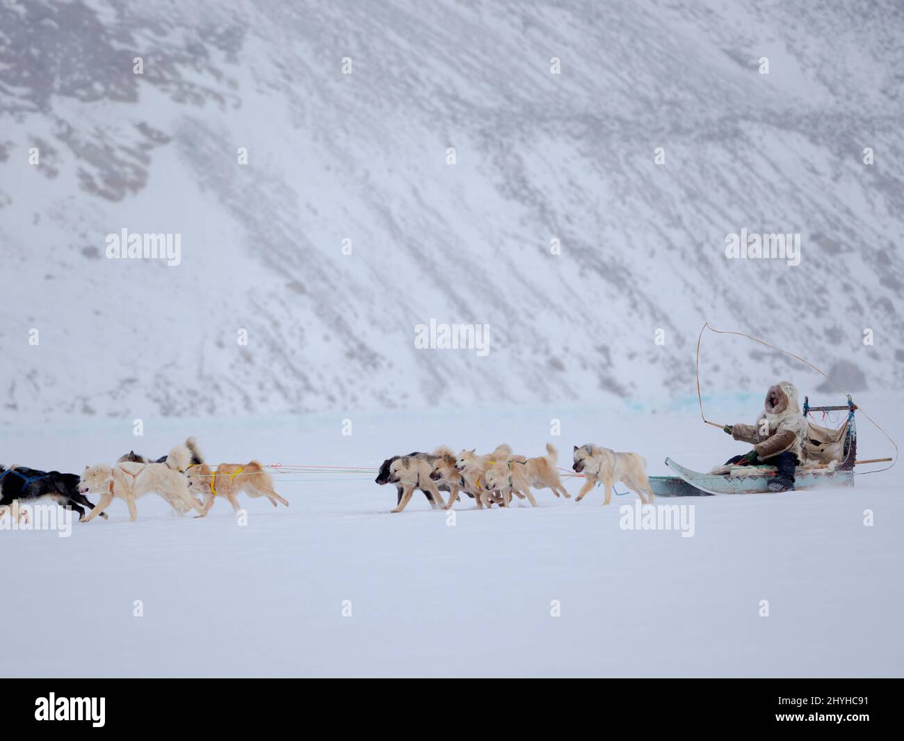 Inuit musher wearing traditional fur garments on a dog sled with ...