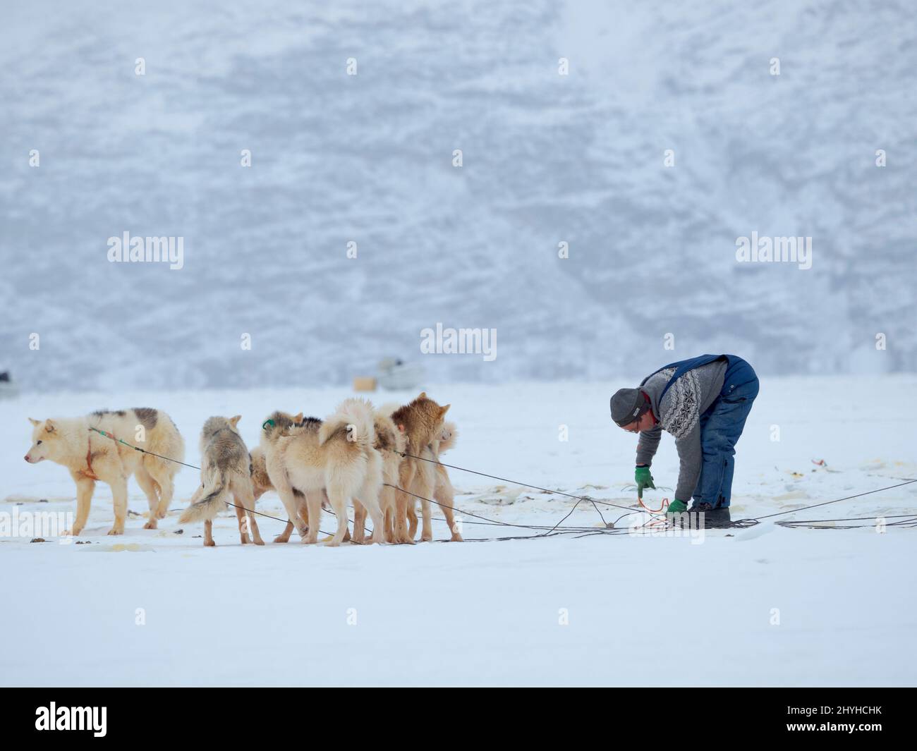 Harnessing the sled dogs. Greenland Dogs on sea ice during winter near ...