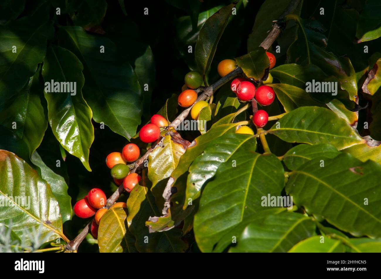 Sydney Australia, ripening fruit of a coffea arabica plant Stock Photo ...