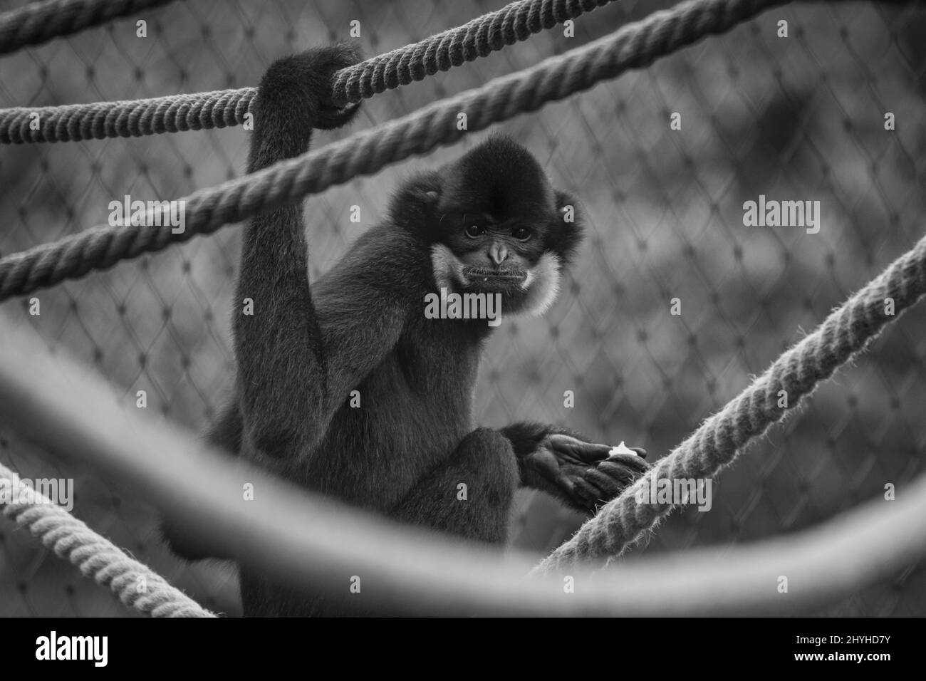 Closeup of a spider monkey hanging on the rope and looking at the ...