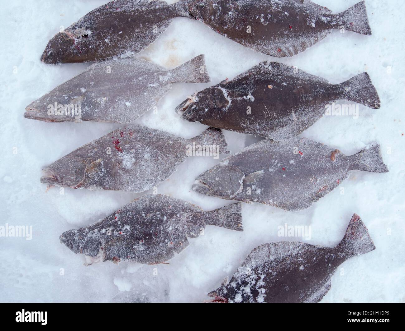 Fishing camp on the sea ice of a fjord. Fishery during winter near ...