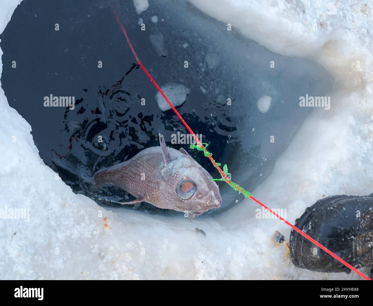 Fisherman on the sea ice of a fjord using a longline, species is ...