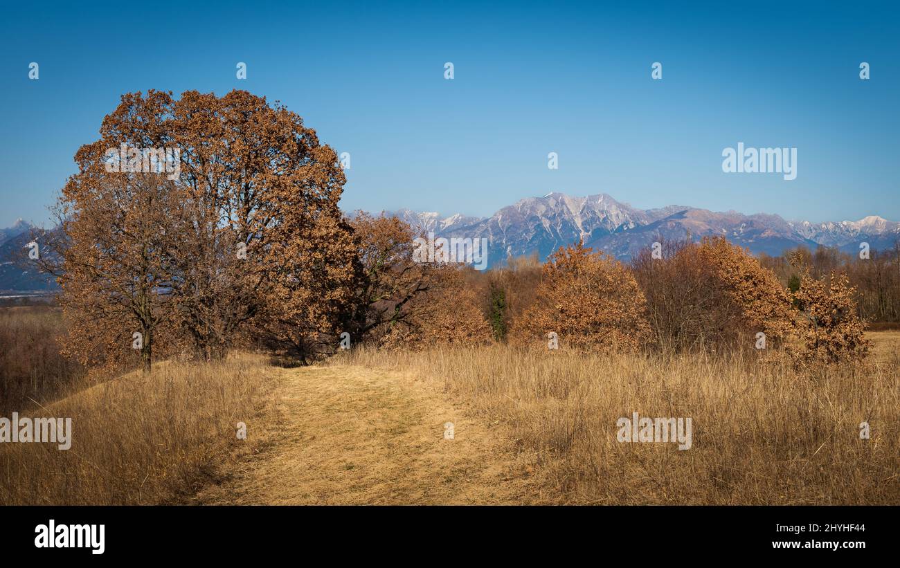 Beautiful oak tree on a hill with Julian alps in background Stock Photo ...