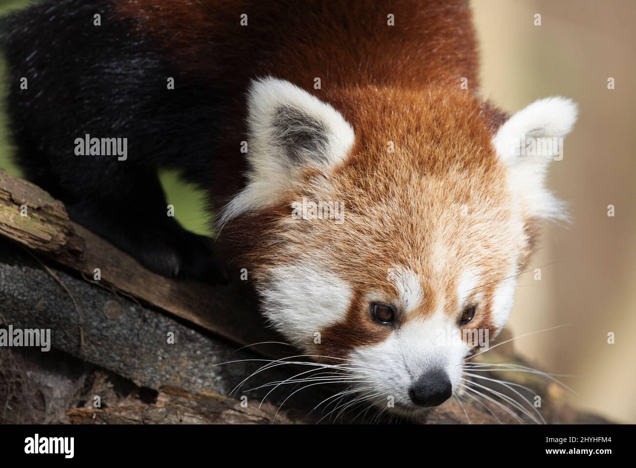 Closeup of a red panda looking down under the sunlight in Newquay zoo ...