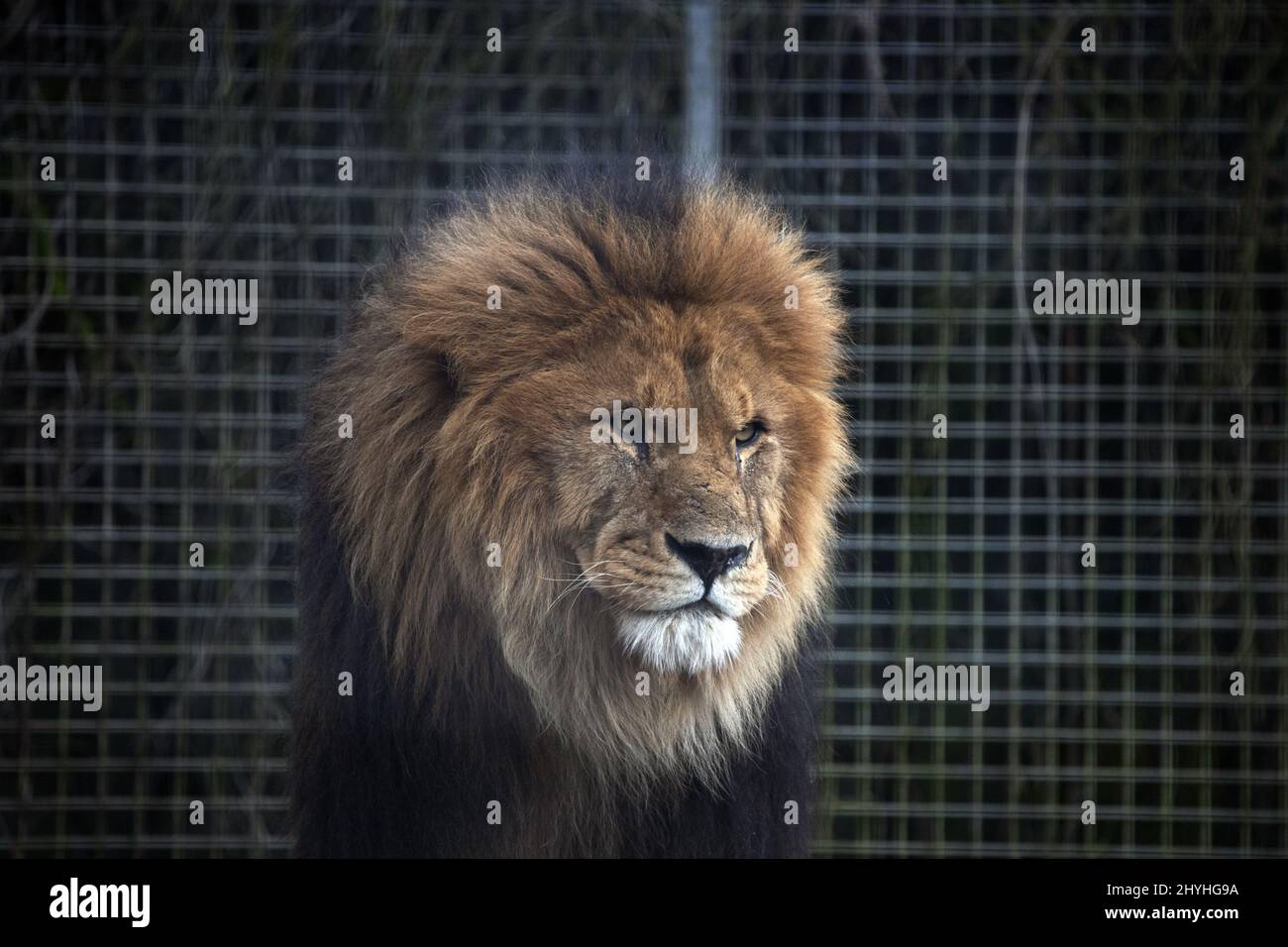 Barbary lion with a wild look in a Newquay Zoo Stock Photo - Alamy