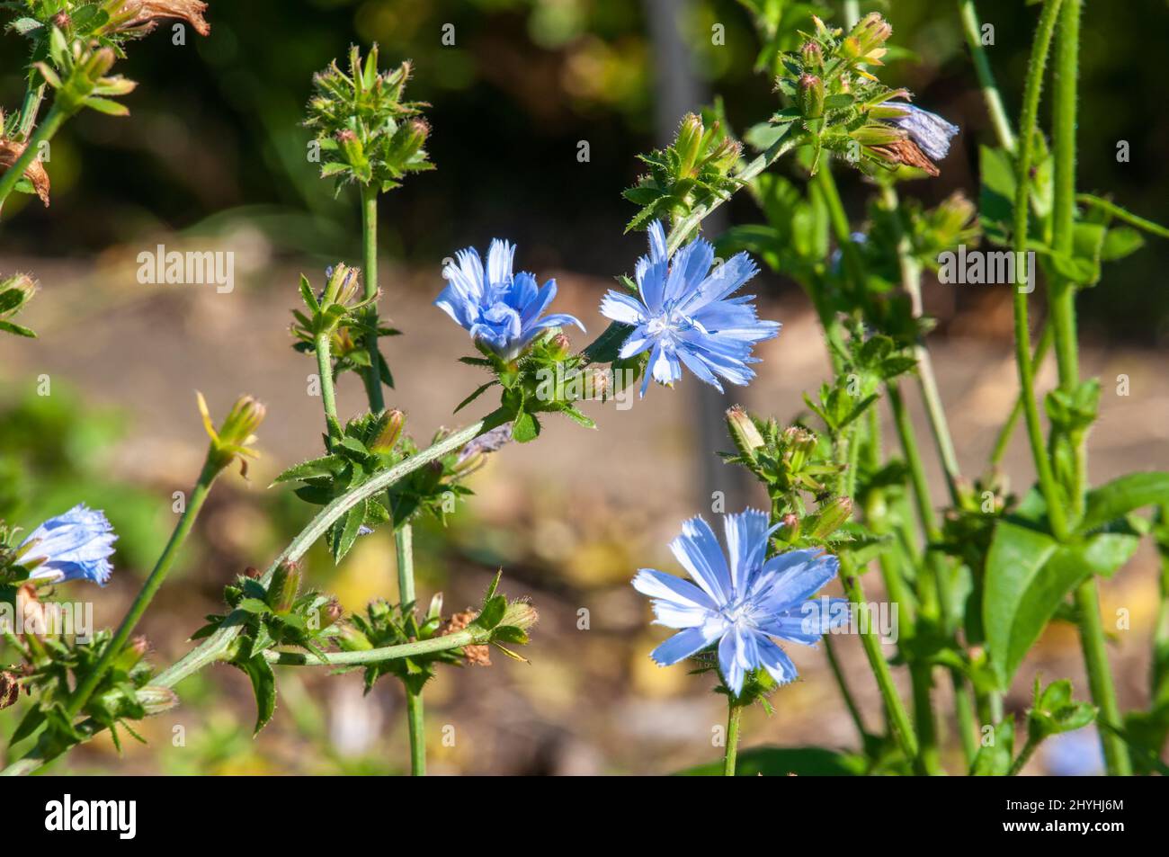 Sydney Australia, delicate blue flowers of a cichorium intybus or blue ...