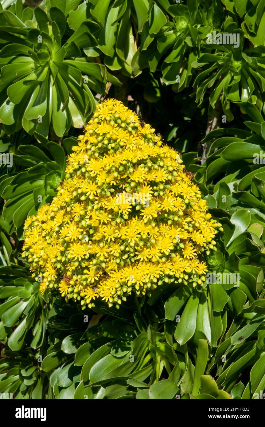 Sydney Australia yellow flower head of an aeonium arboreum against ...