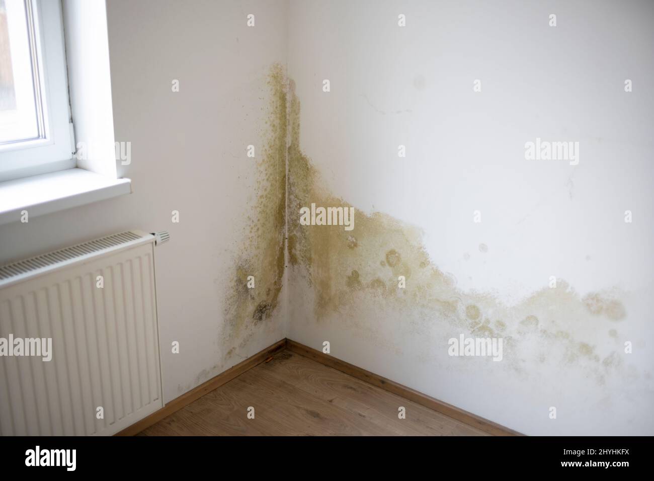 strong mildew in large stains is located on white interior wall in ...