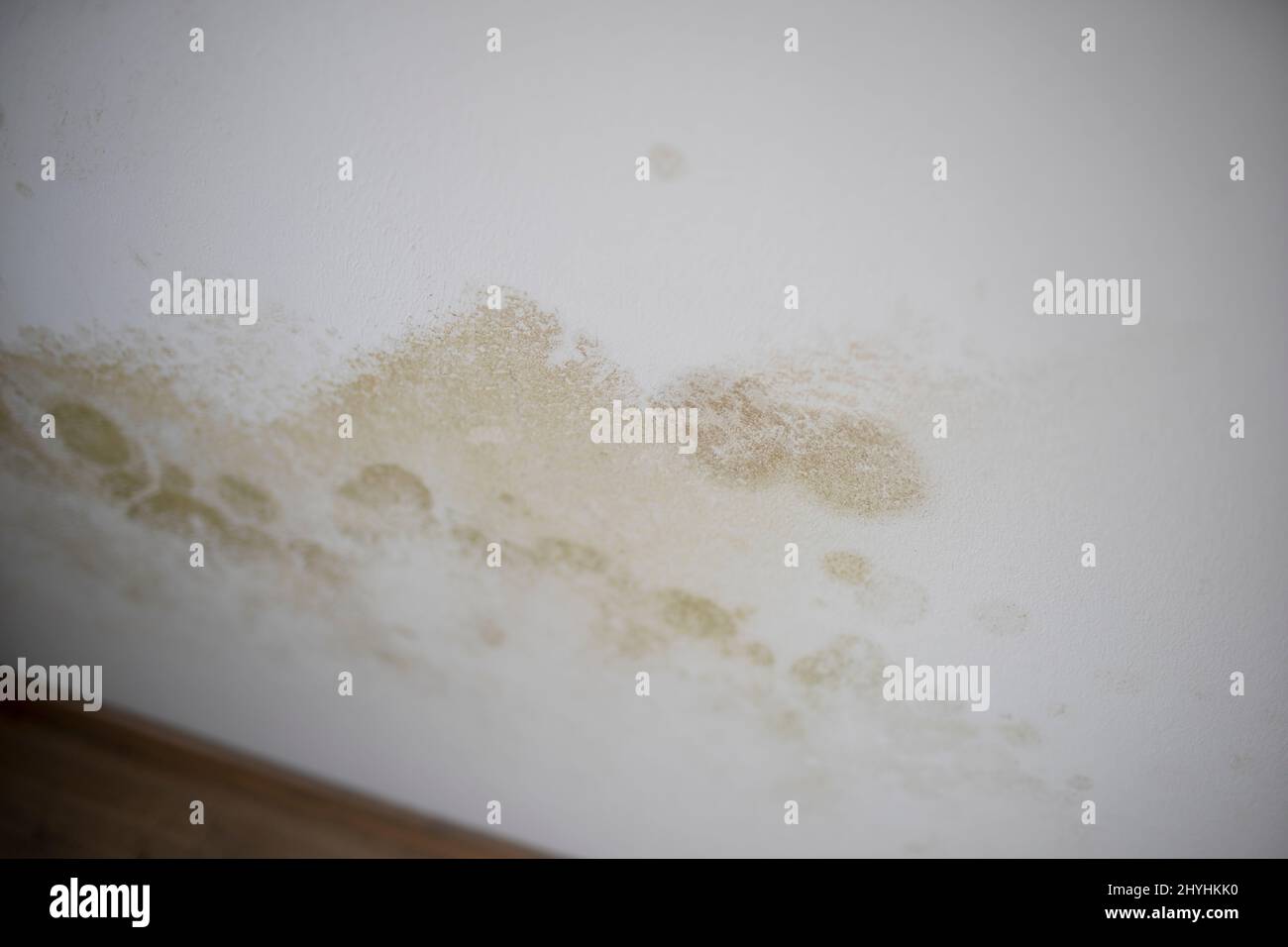 strong mildew in large stains is located on white interior wall in ...