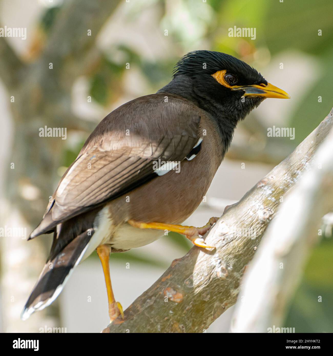 Shallow focus of a Common myna looking sharp standing on a tree branch ...