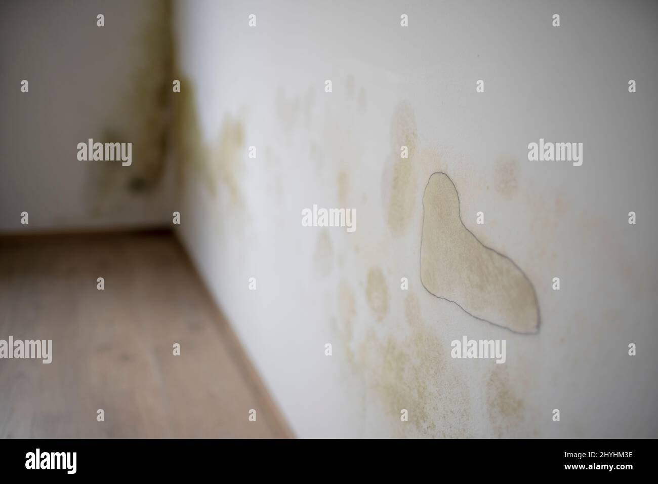 strong mildew in large stains is located on white interior wall in ...