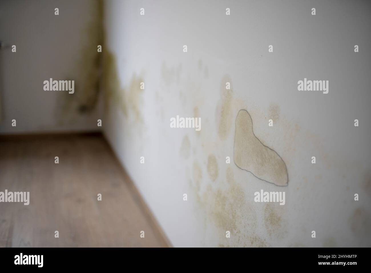 strong mildew in large stains is located on white interior wall in ...