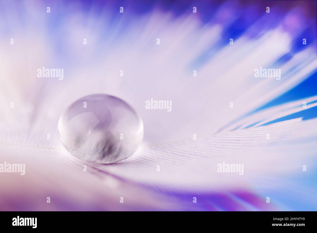 White bird feather with a transparent water drop close-up. Soft ...