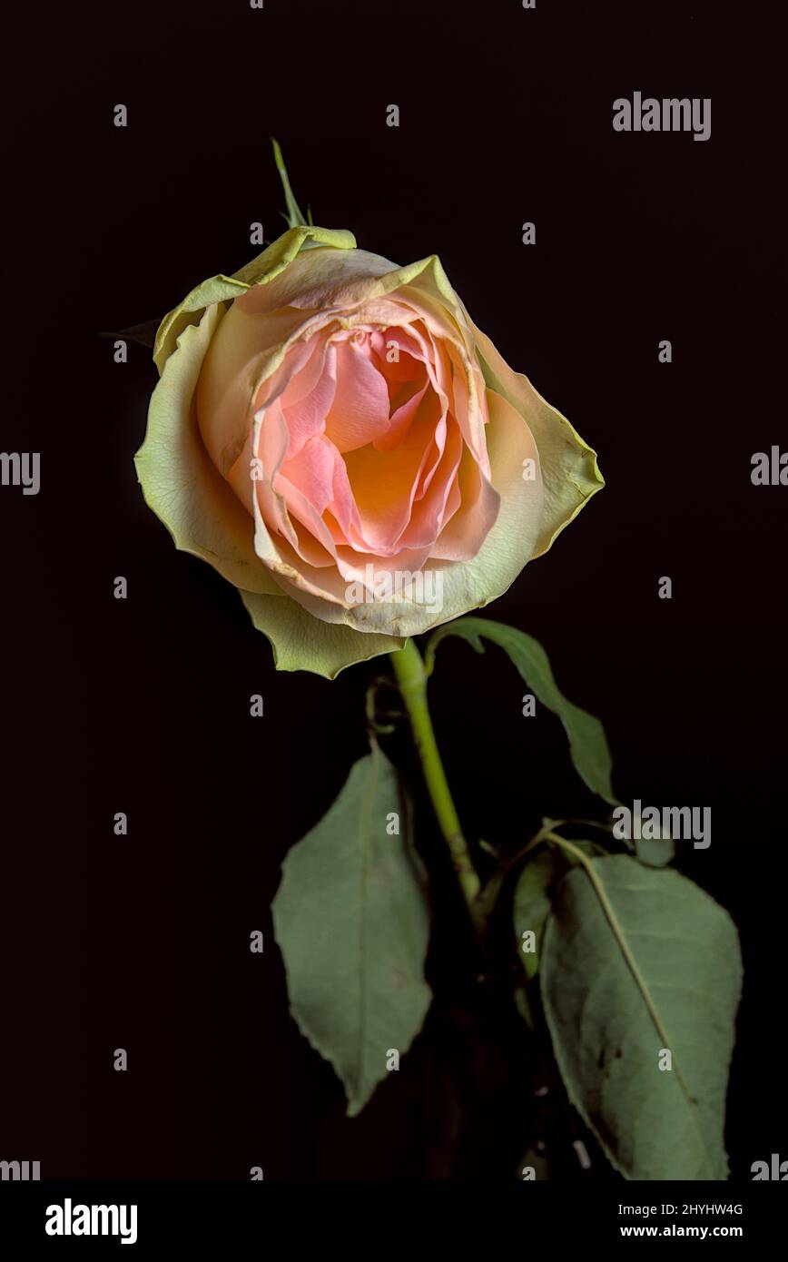 Closeup of a single light pink rose blossom with green leaves isolated ...