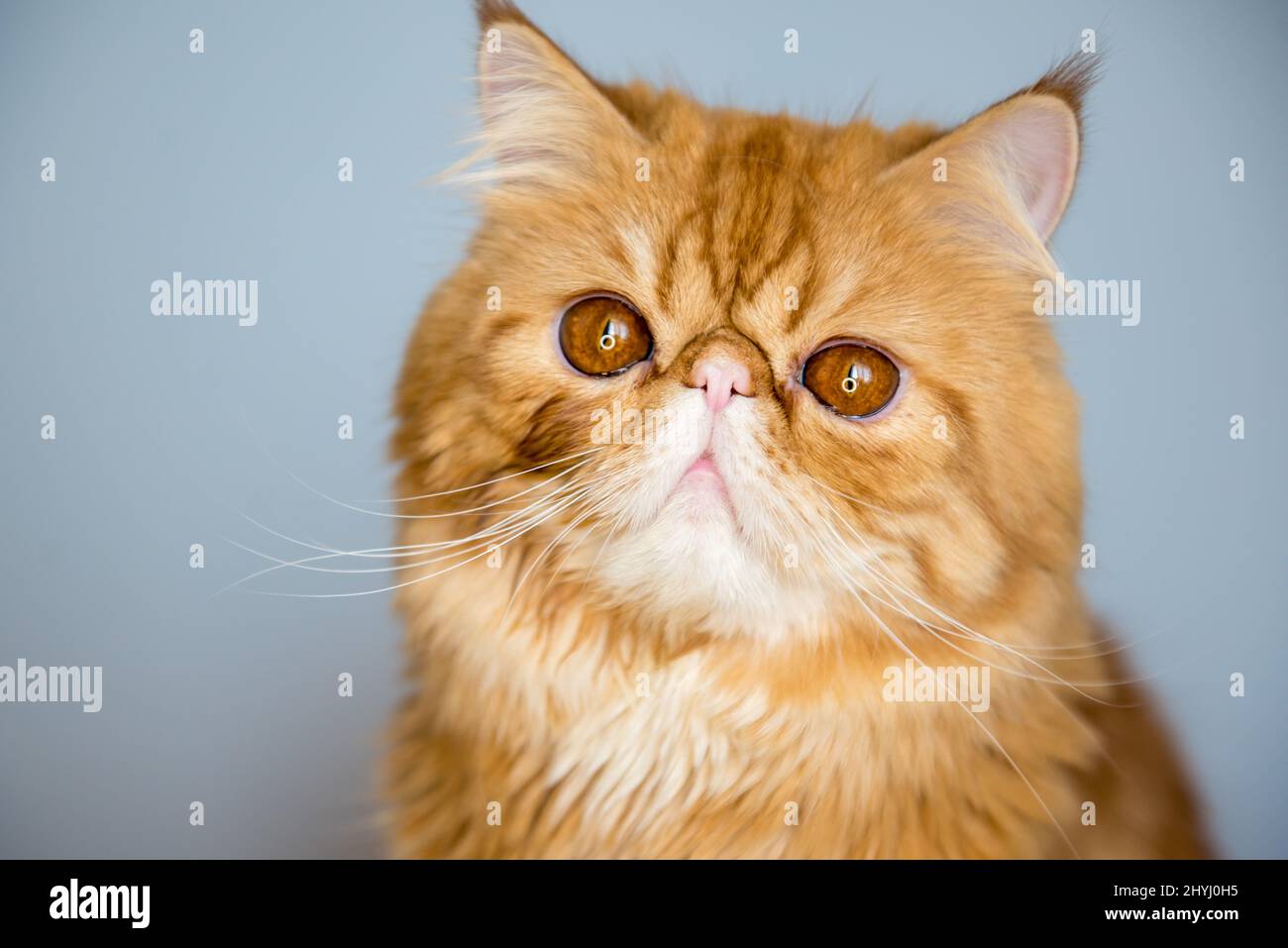 Close up of Red Persian exotic cat in front of white background Stock ...