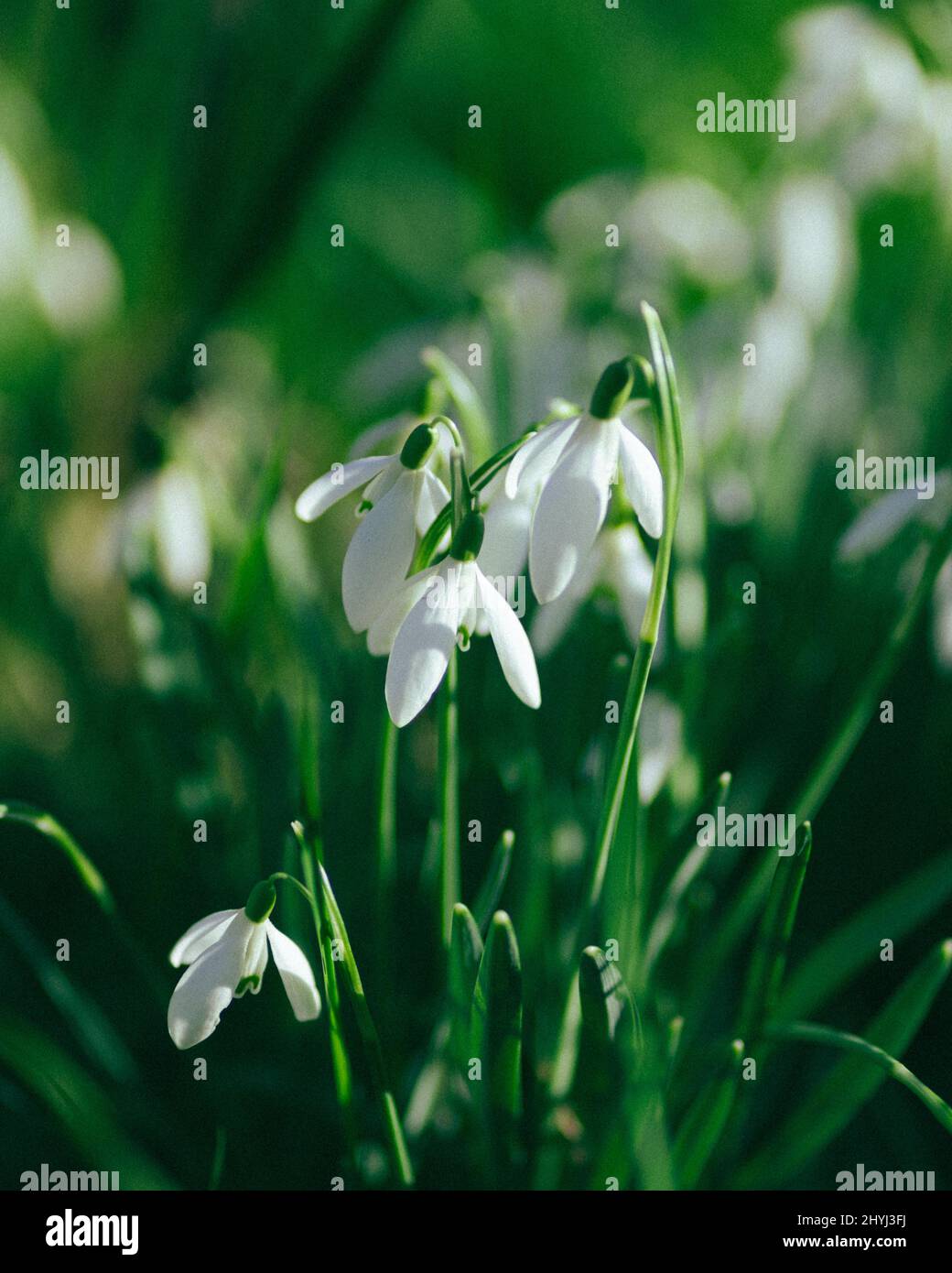 Vertical shot of snowdrop flowers in the field Stock Photo - Alamy