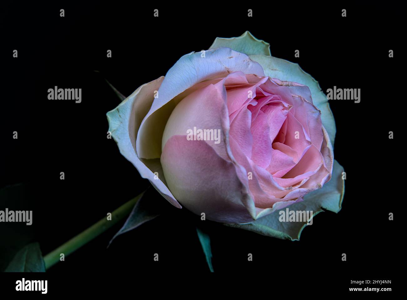 Closeup of a single light pink rose blossom isolated with a black ...