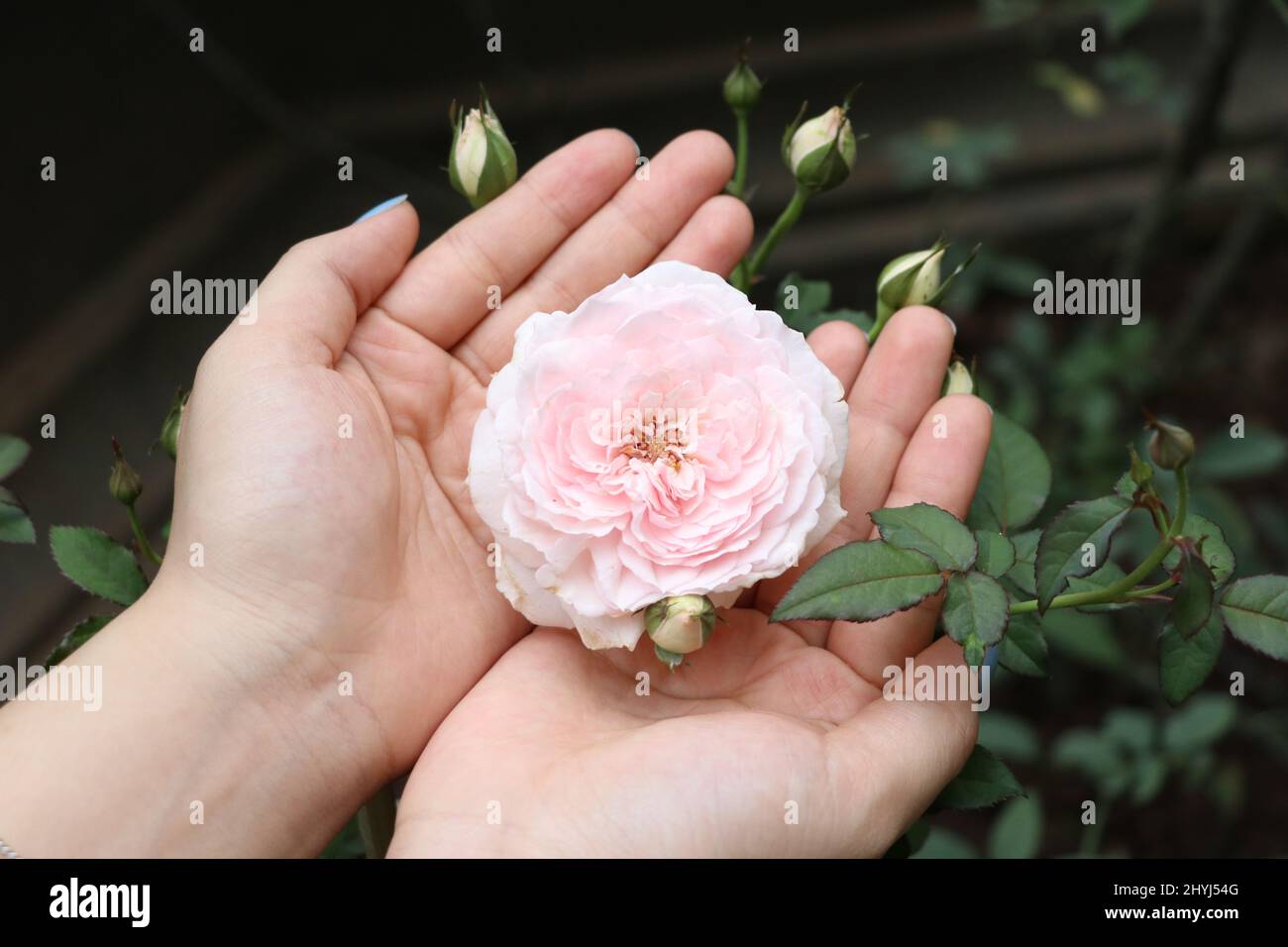 pink flower in a palm of hand Stock Photo - Alamy