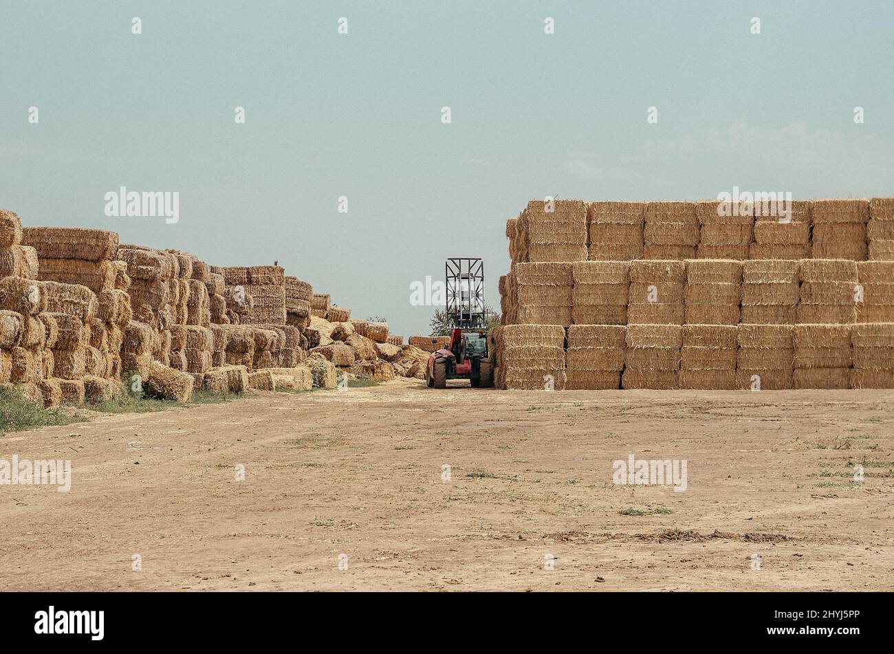 Forklift forms Stack of Rectangular Bales of Dry Straw in the open air ...