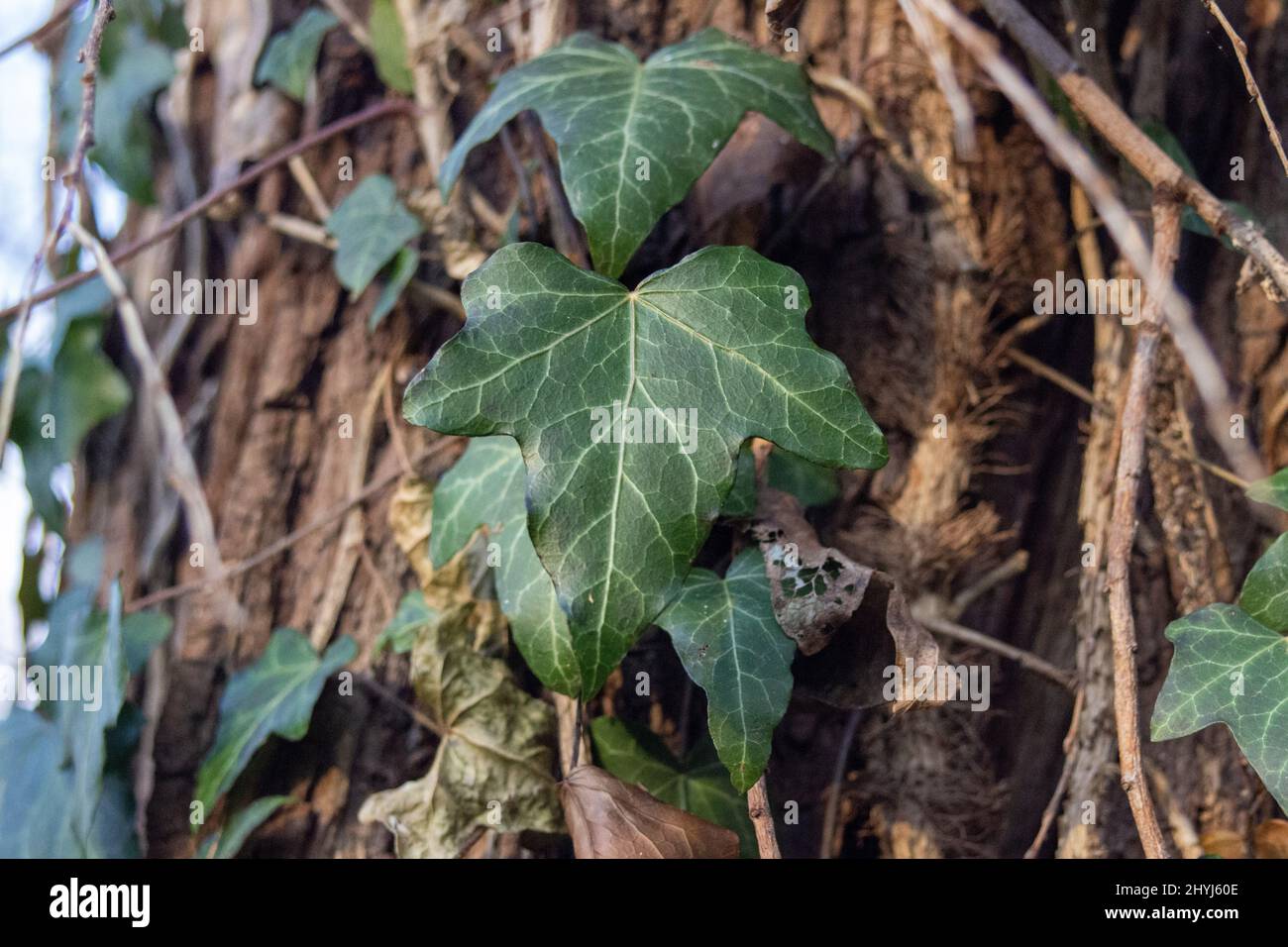 Poison ivy leaf on a tree in a forest Stock Photo - Alamy