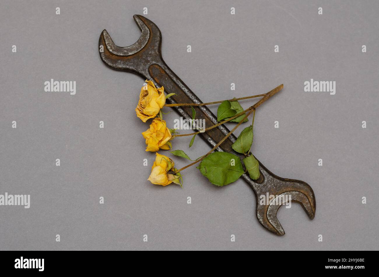 Fading flowers and a rusty wrench. Three dried roses and an old hand ...