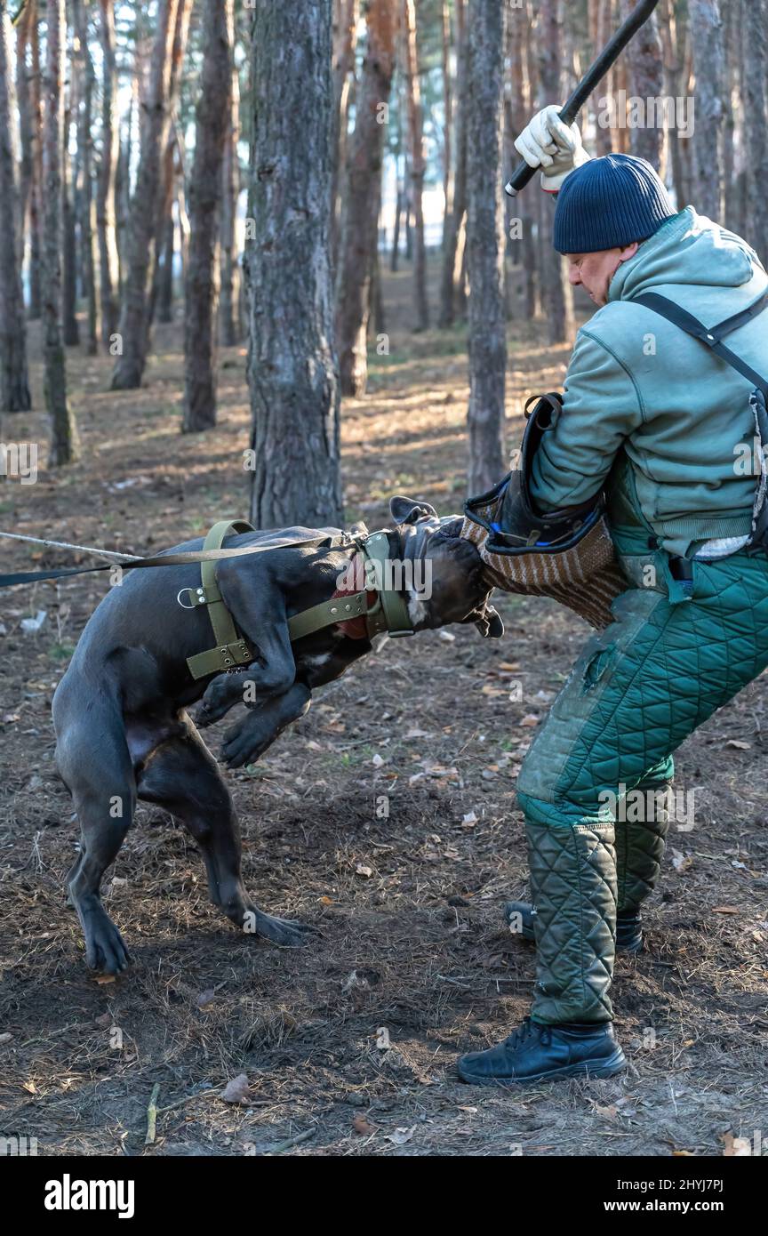 Baton dogs hi-res stock photography and images - Alamy