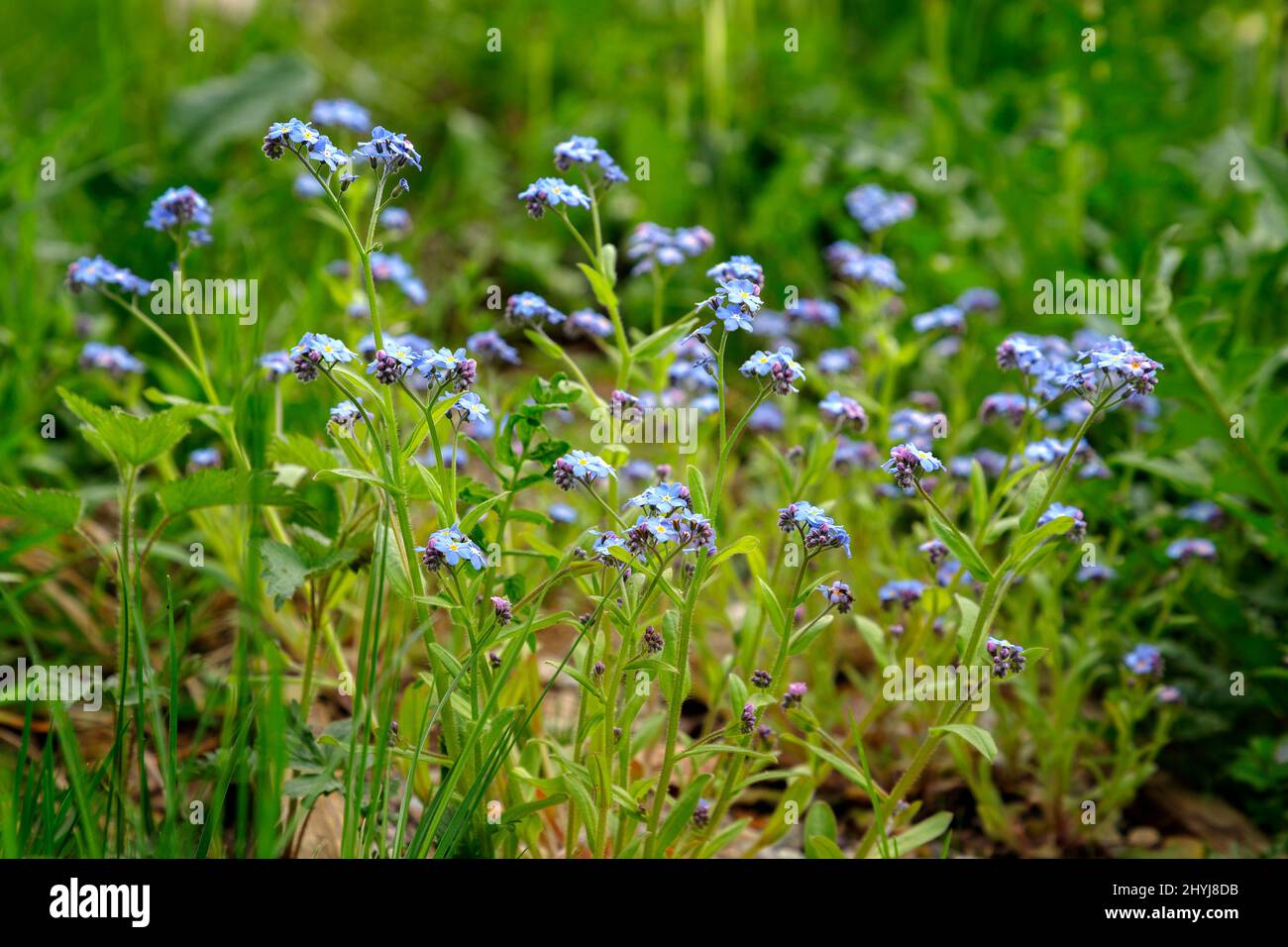 Beautiful blue flowers in the garden. Nature background Stock Photo - Alamy