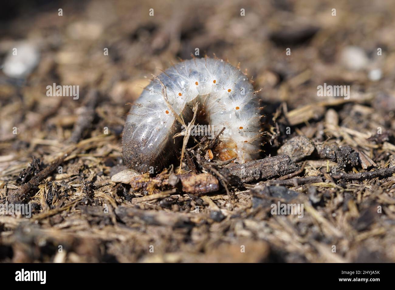 Closeup shot of a rose chafer larva in the garden Stock Photo - Alamy