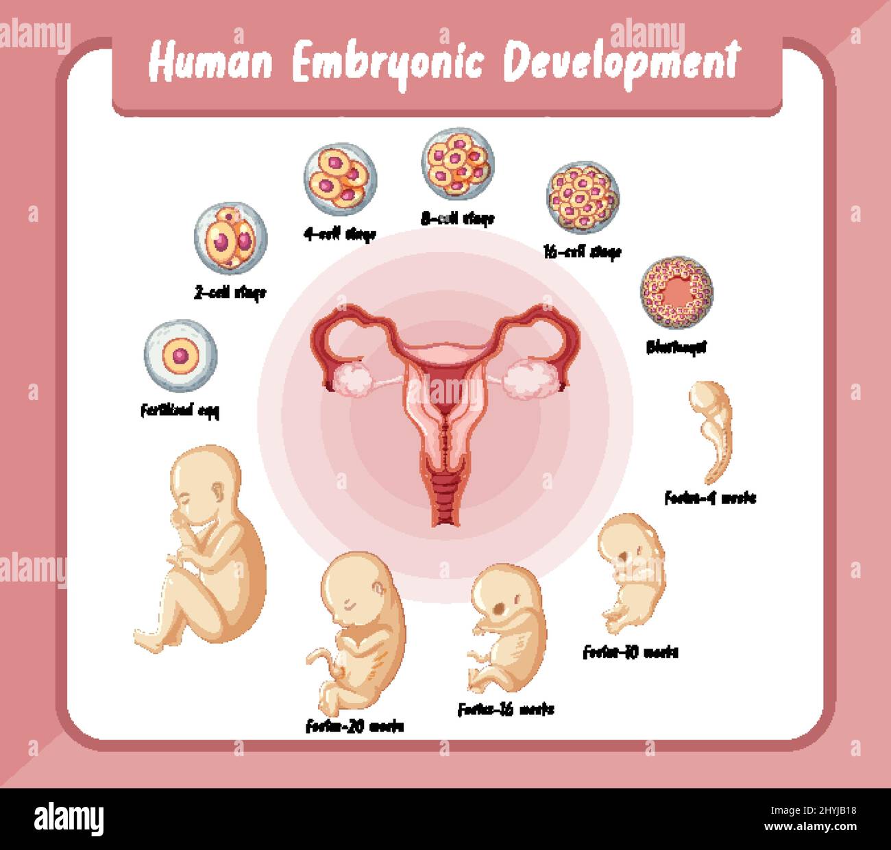 Human embryonic development in human infographic illustration Stock Vector Image & Art - Alamy