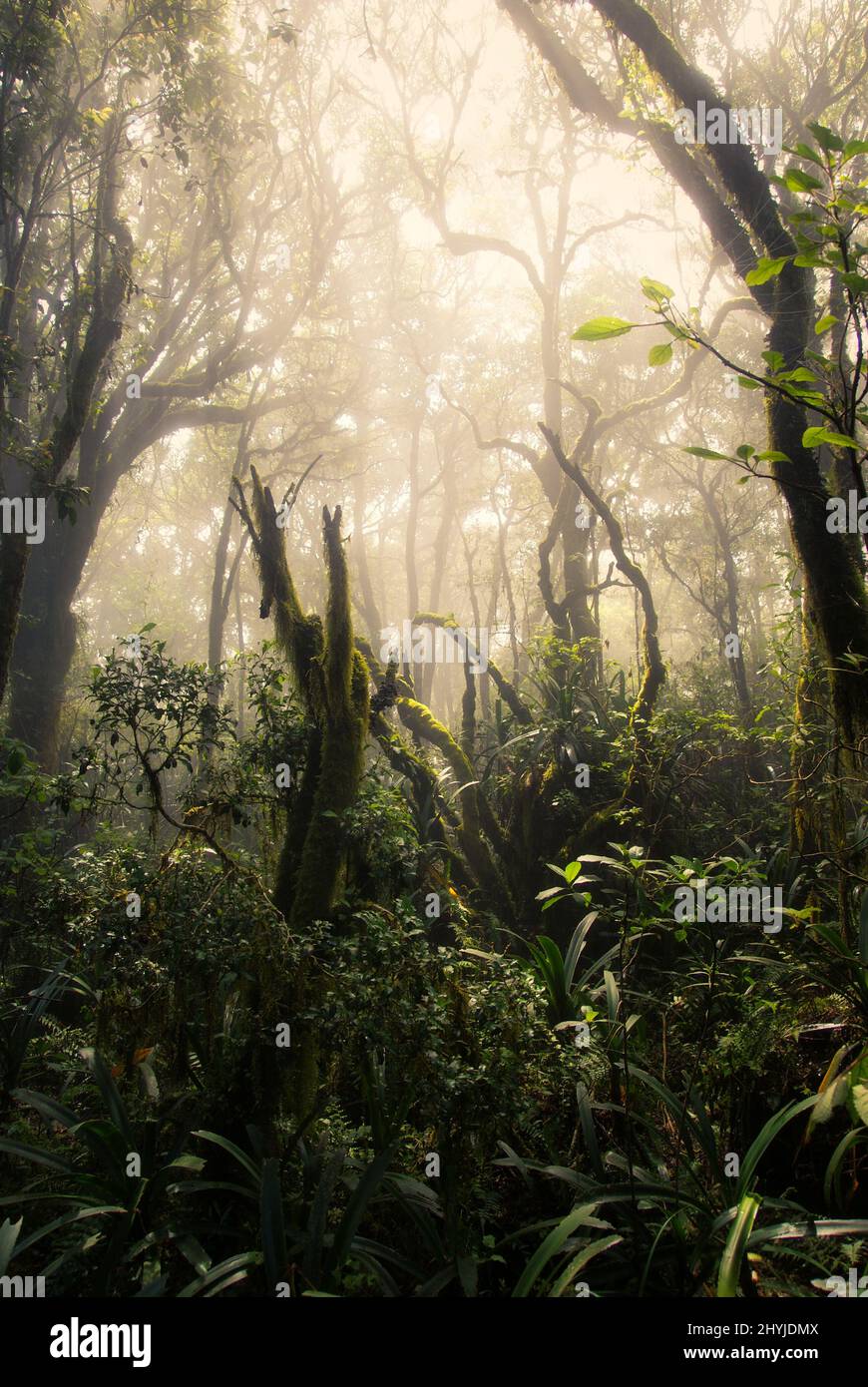 Vertical picture of a forest mist Stock Photo - Alamy