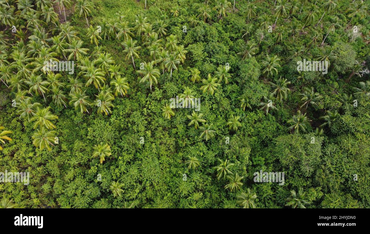 Aerial view of the East Kalimantan forest full of trees Stock Photo - Alamy