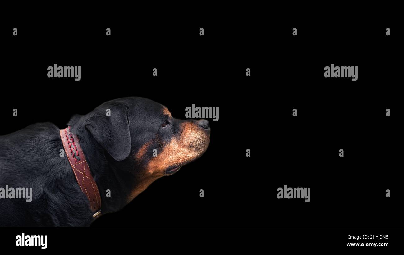 Dog breed Rottweiler profile, on a darck background - a portrait ...