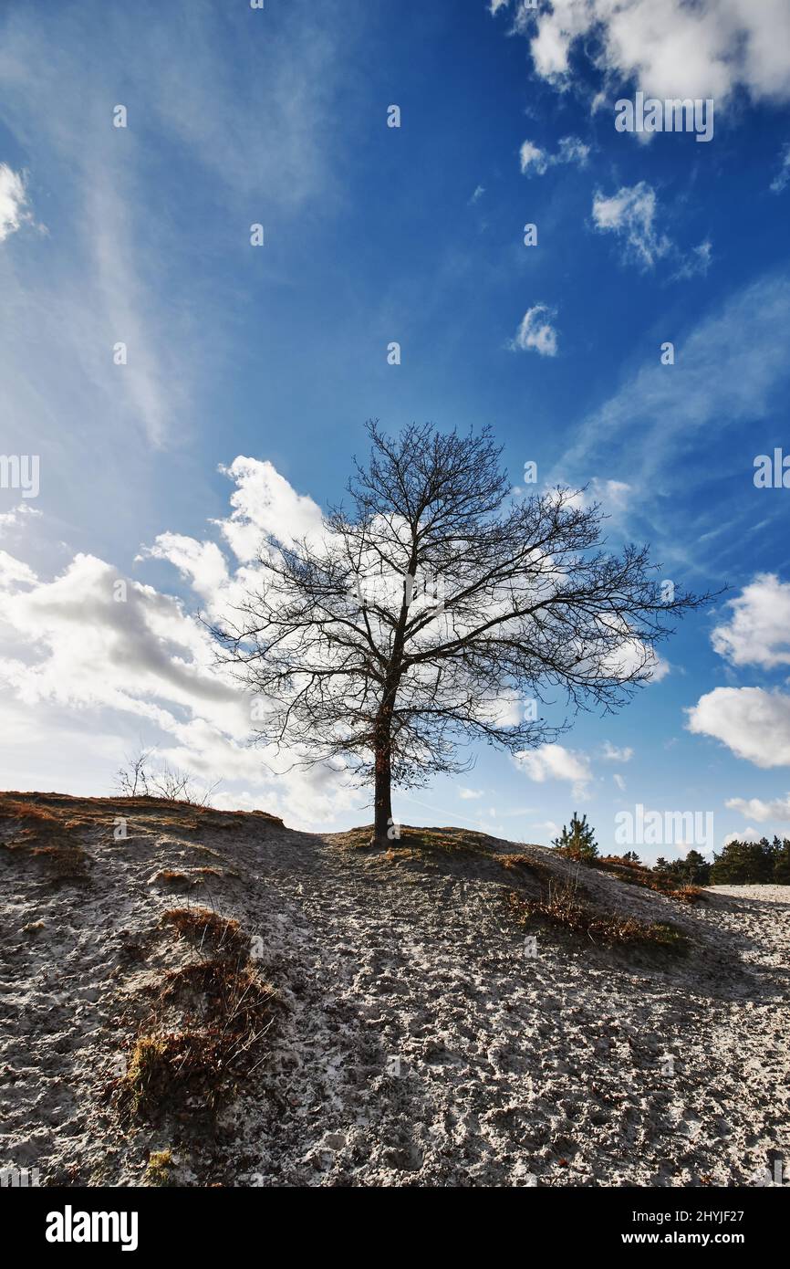 Vertical picture of a tree in Brunssummerheide Stock Photo - Alamy