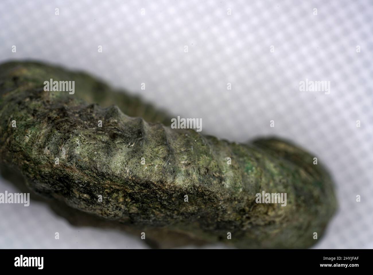 Ammonite is a fossilization of a squid enclosure, photographed here ...