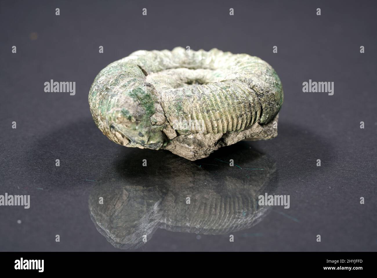 Ammonite is a fossilization of a squid enclosure, photographed here ...