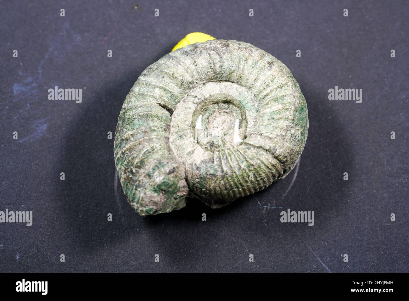 Ammonite is a fossilization of a squid enclosure, photographed here ...