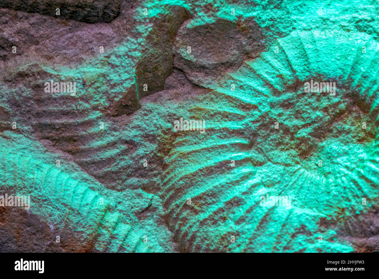 Ammonite is a fossilization of a squid enclosure, photographed here ...
