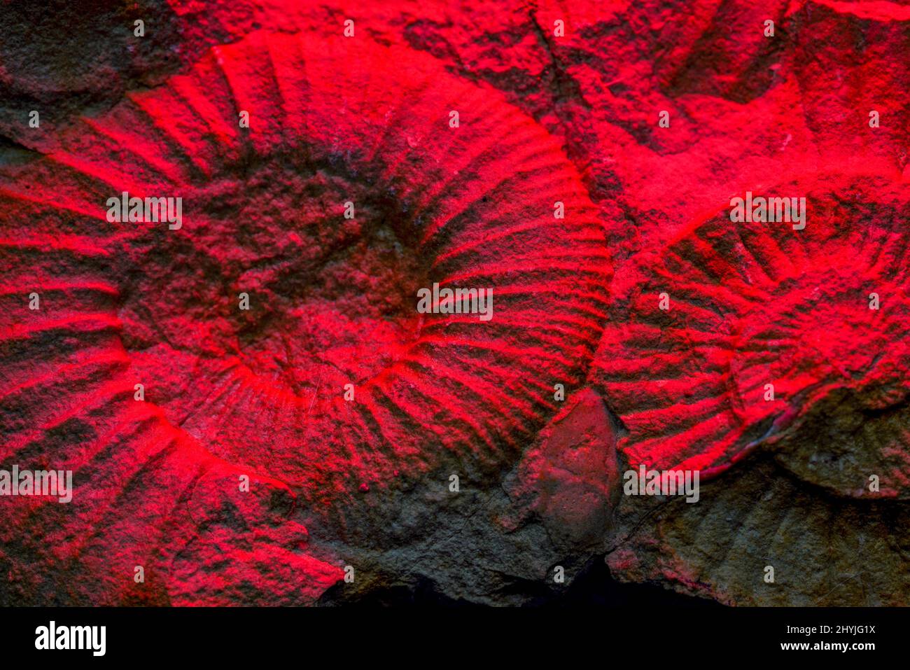 Ammonite is a fossilization of a squid enclosure, photographed here ...