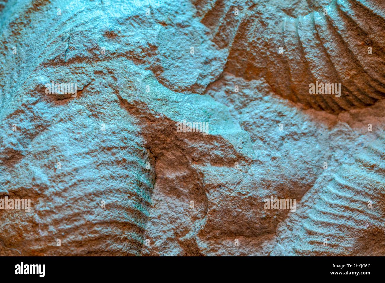 Ammonite is a fossilization of a squid enclosure, photographed here ...