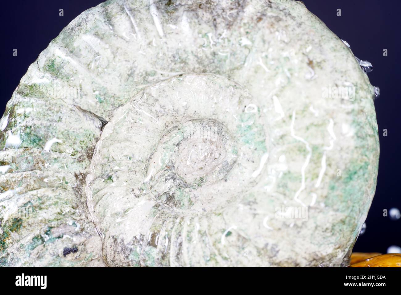 Ammonite is a fossilization of a squid enclosure, photographed here ...