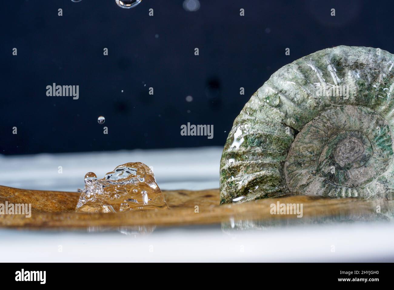 Ammonite is a fossilization of a squid enclosure, photographed here ...