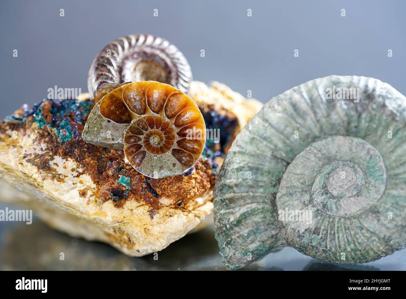 Ammonite is a fossilization of a squid enclosure, photographed here ...