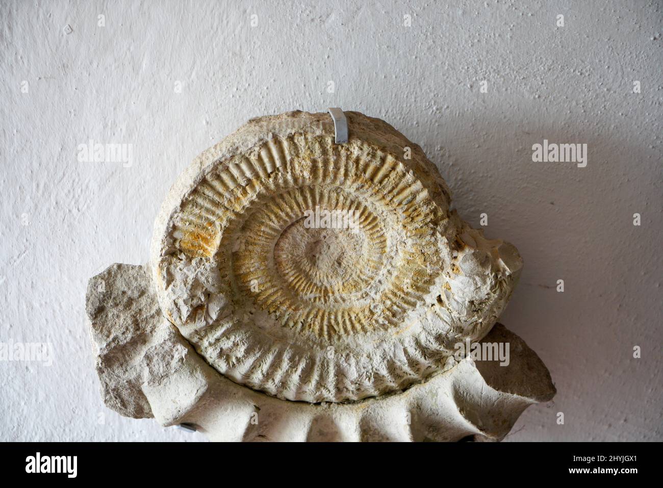 Ammonite is a fossilization of a squid enclosure, photographed here ...